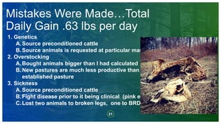 Stocker Cattle for Beginners | PPTX