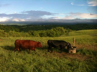 Stoddart Family Farm | PPTX