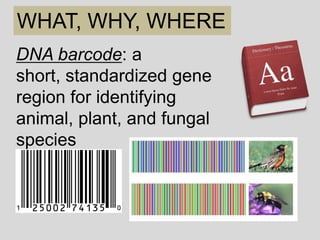 DNA Barcoding: A simple way of identifying species by DNA | PPT