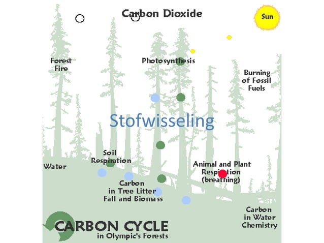 Stofwisseling fotosynthese en verbranding | PPTX | Chemistry | Science