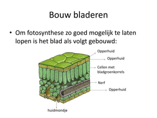 Stofwisseling fotosynthese en verbranding | PPTX