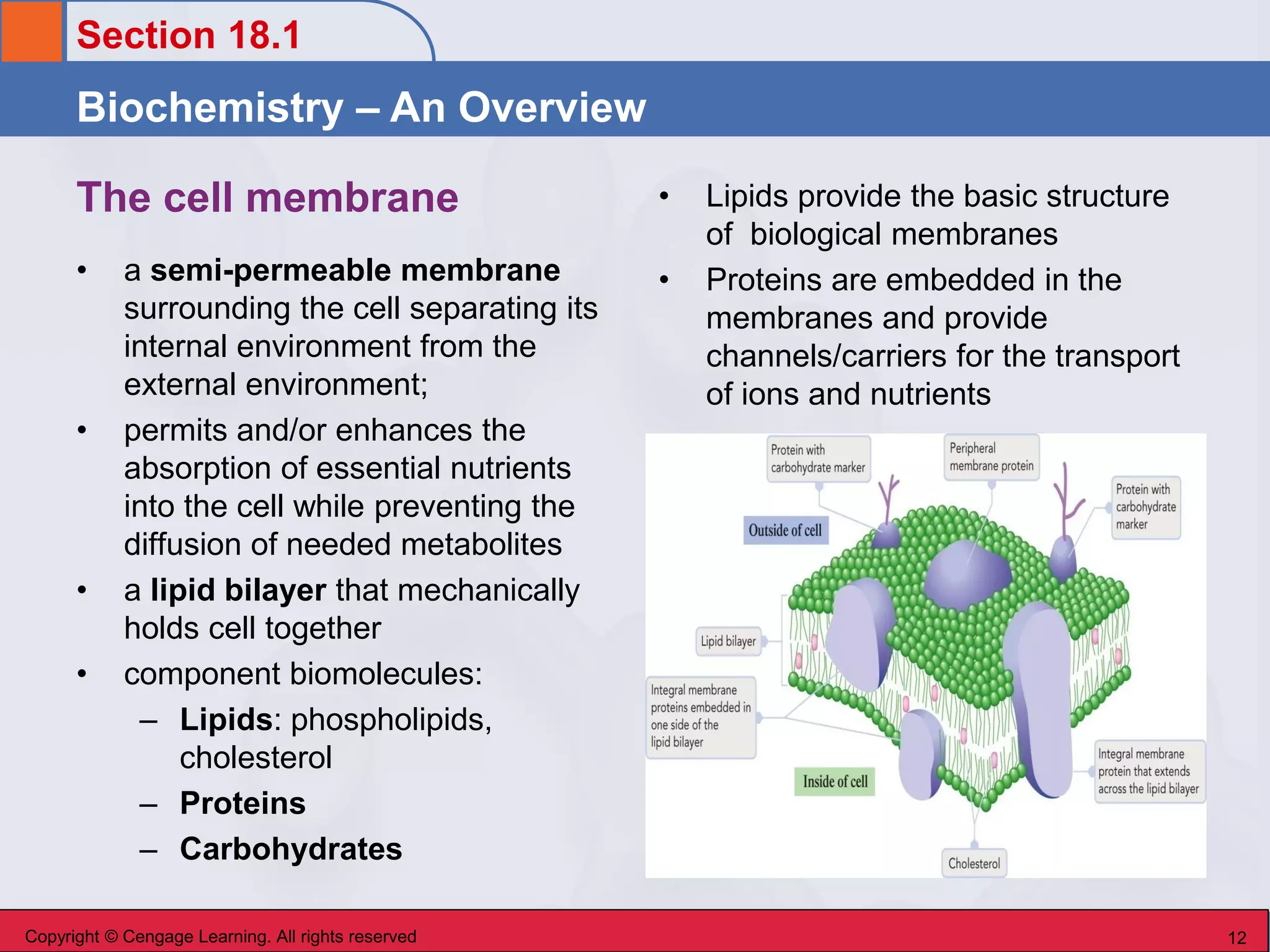 Chem 45 Biochemistry: Stoker chapter 18 Introduction – Cell Structure | PDF
