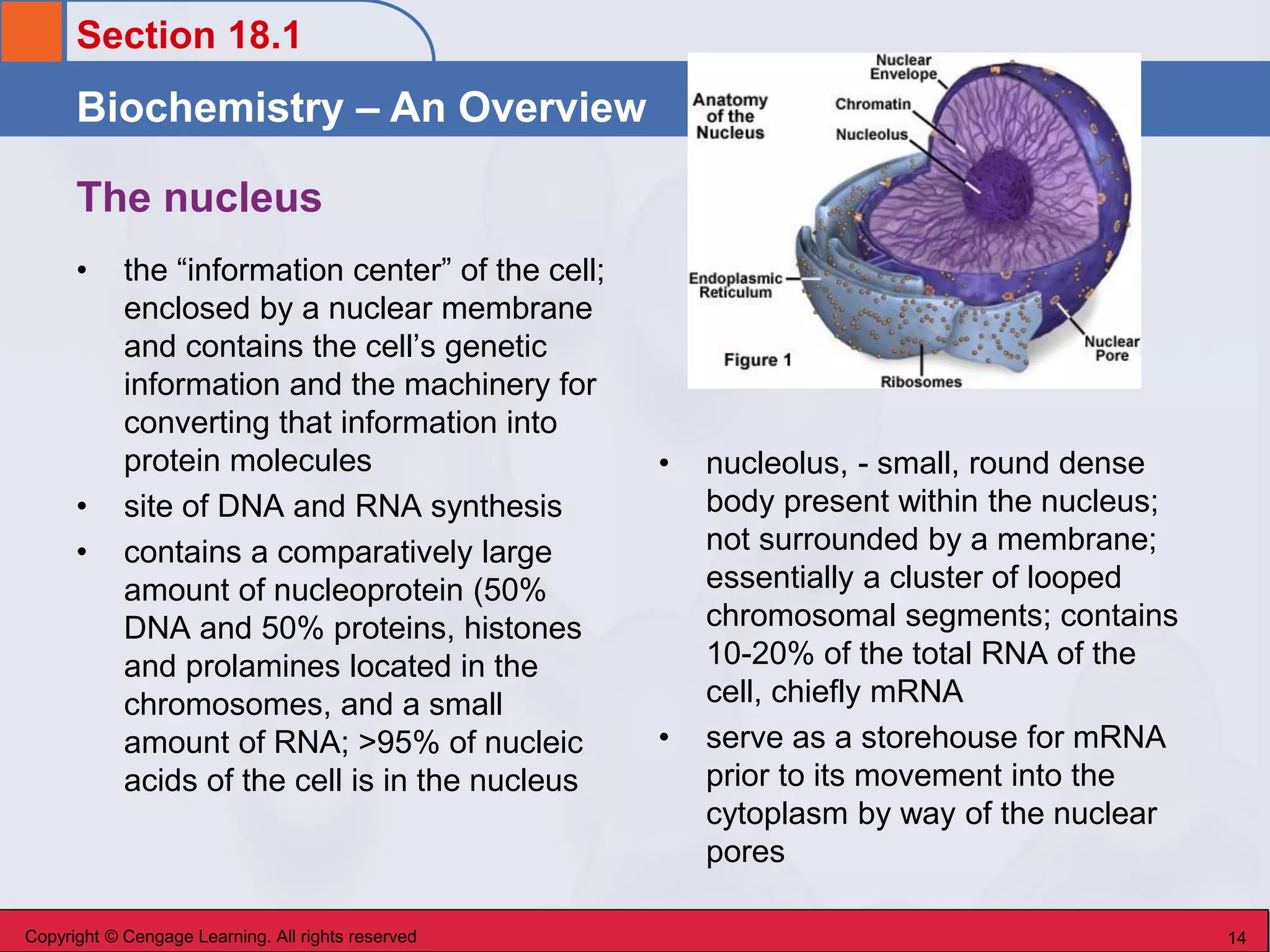 Chem 45 Biochemistry: Stoker chapter 18 Introduction – Cell Structure | PDF