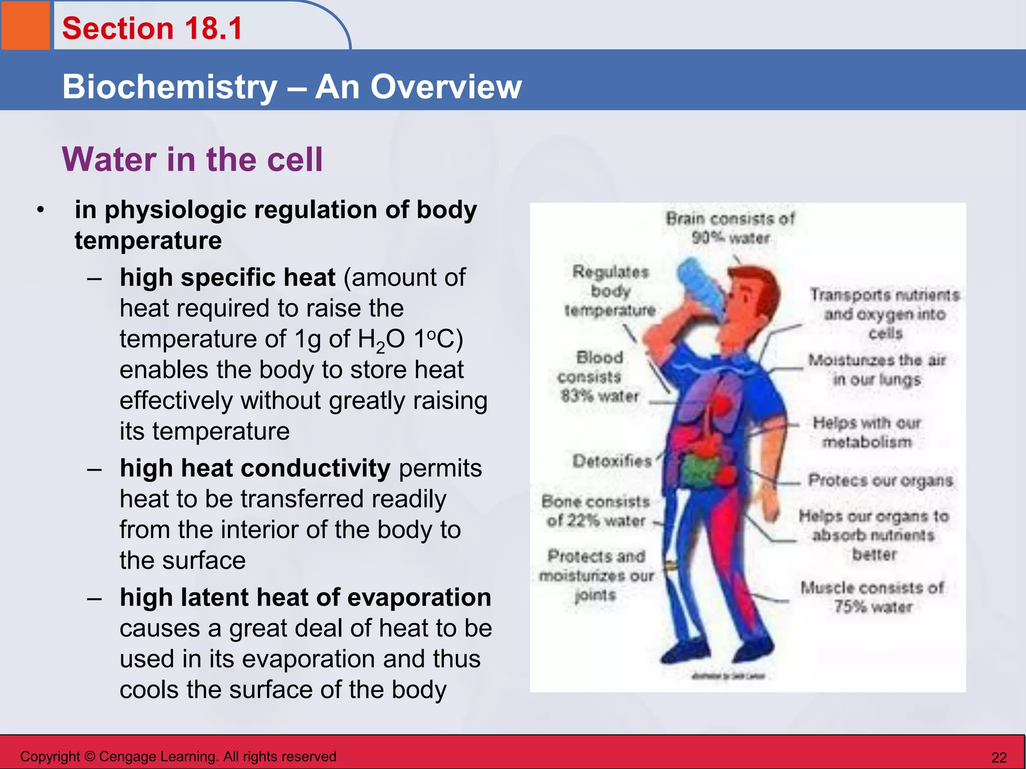 Chem 45 Biochemistry: Stoker chapter 18 Introduction – Cell Structure | PDF