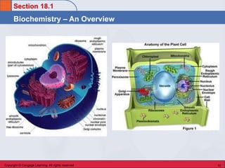 Chem 45 Biochemistry: Stoker chapter 18 Introduction – Cell Structure | PDF