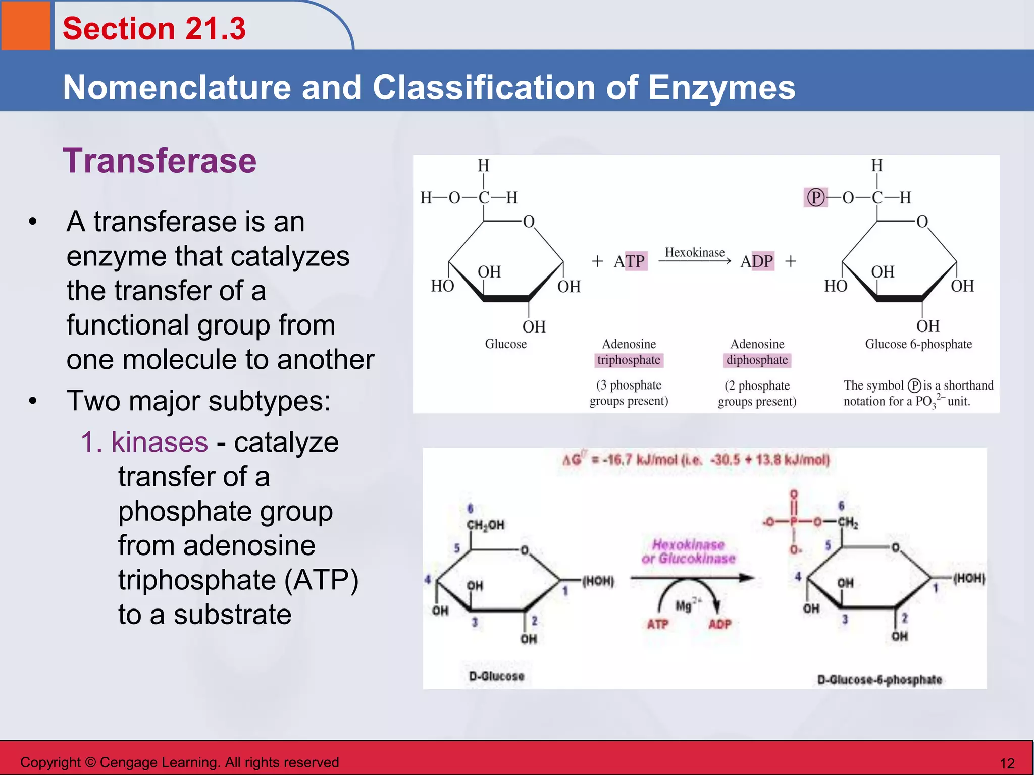 Chem 45 Biochemistry: Stoker Chapter 21 Enzymes & Vitamins | PDF