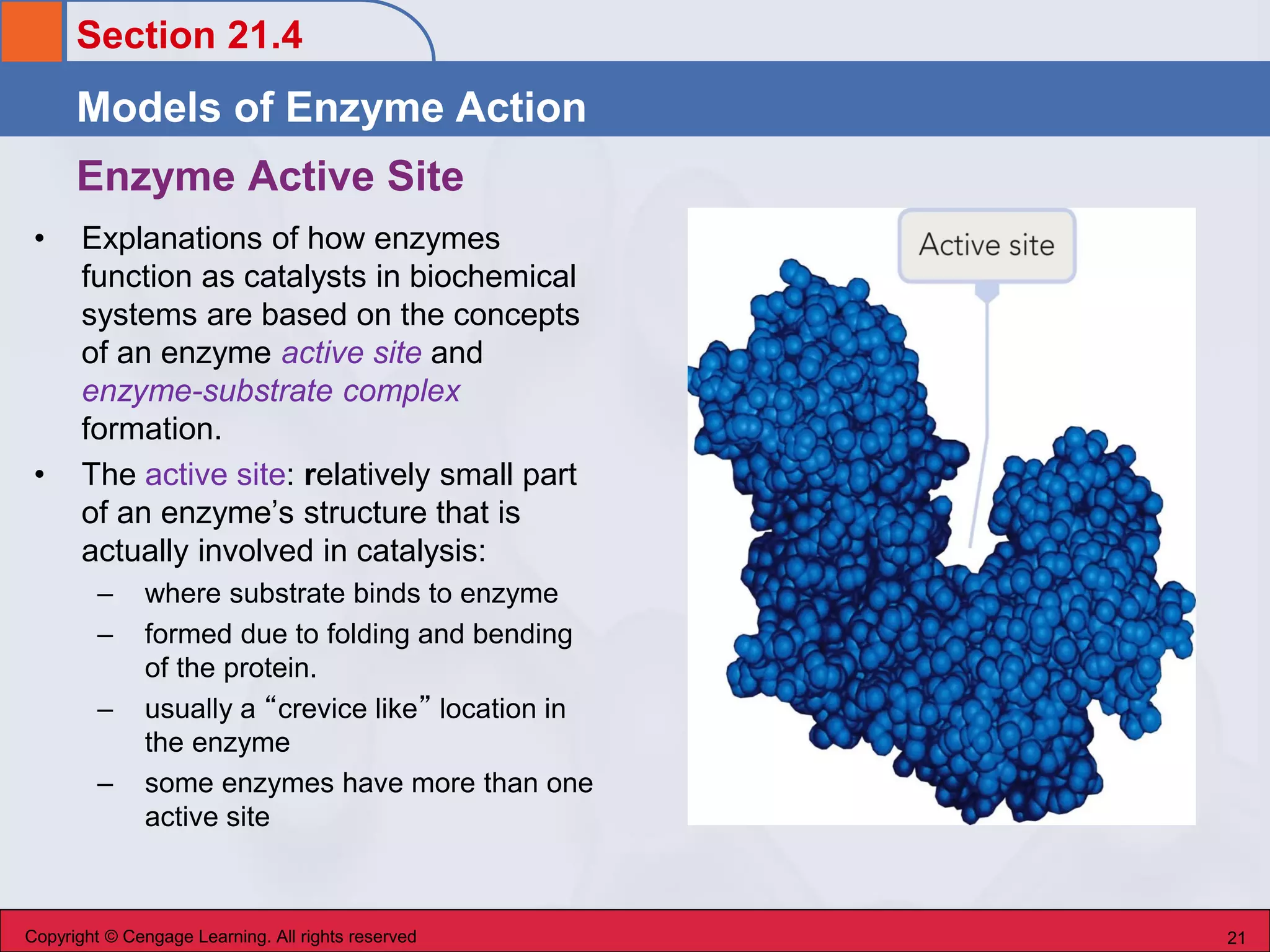 Chem 45 Biochemistry: Stoker Chapter 21 Enzymes & Vitamins | PDF