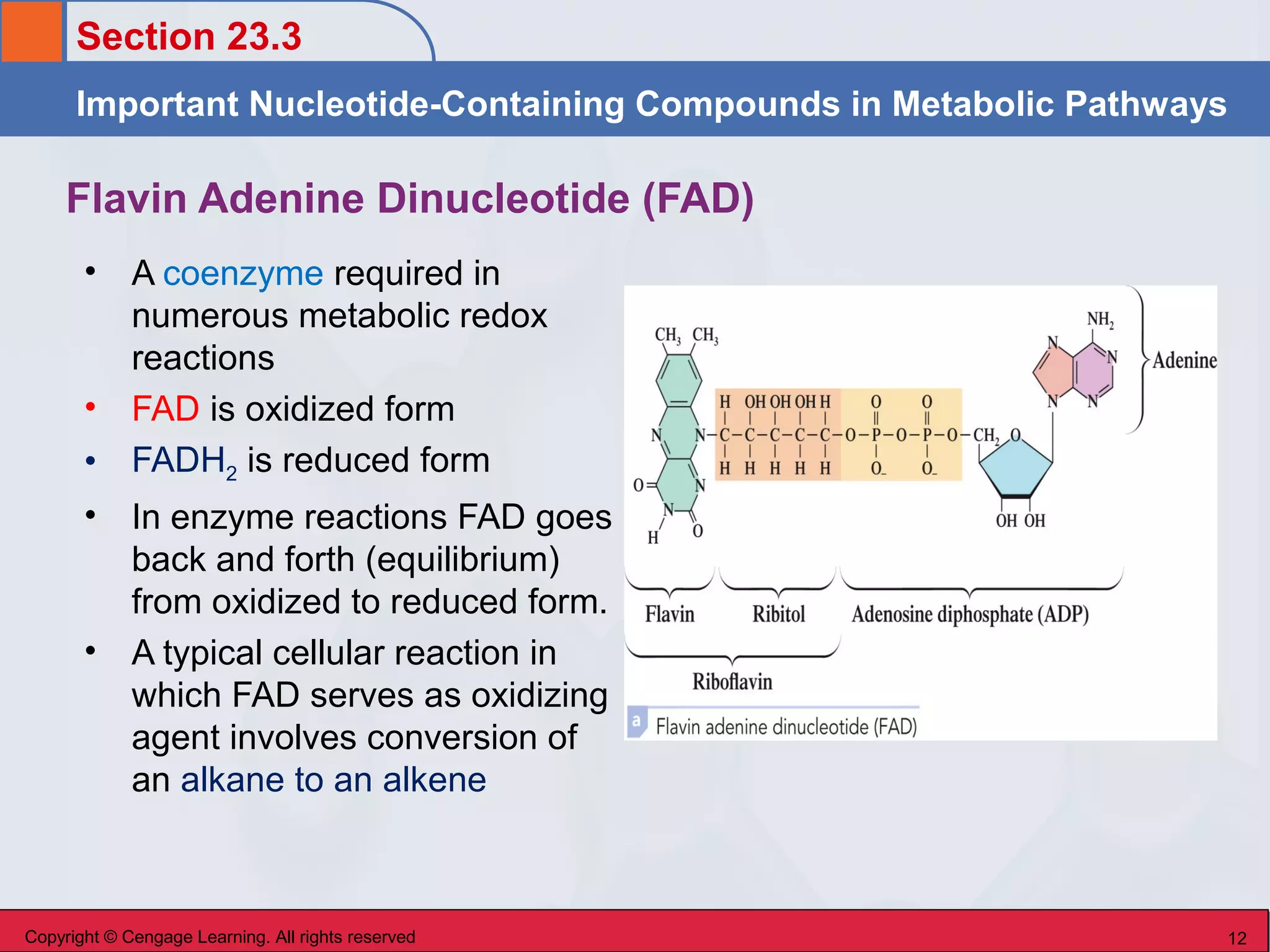 Chem 45 Biochemistry: Stoker chapter 23 Metabolism Introduction | PDF