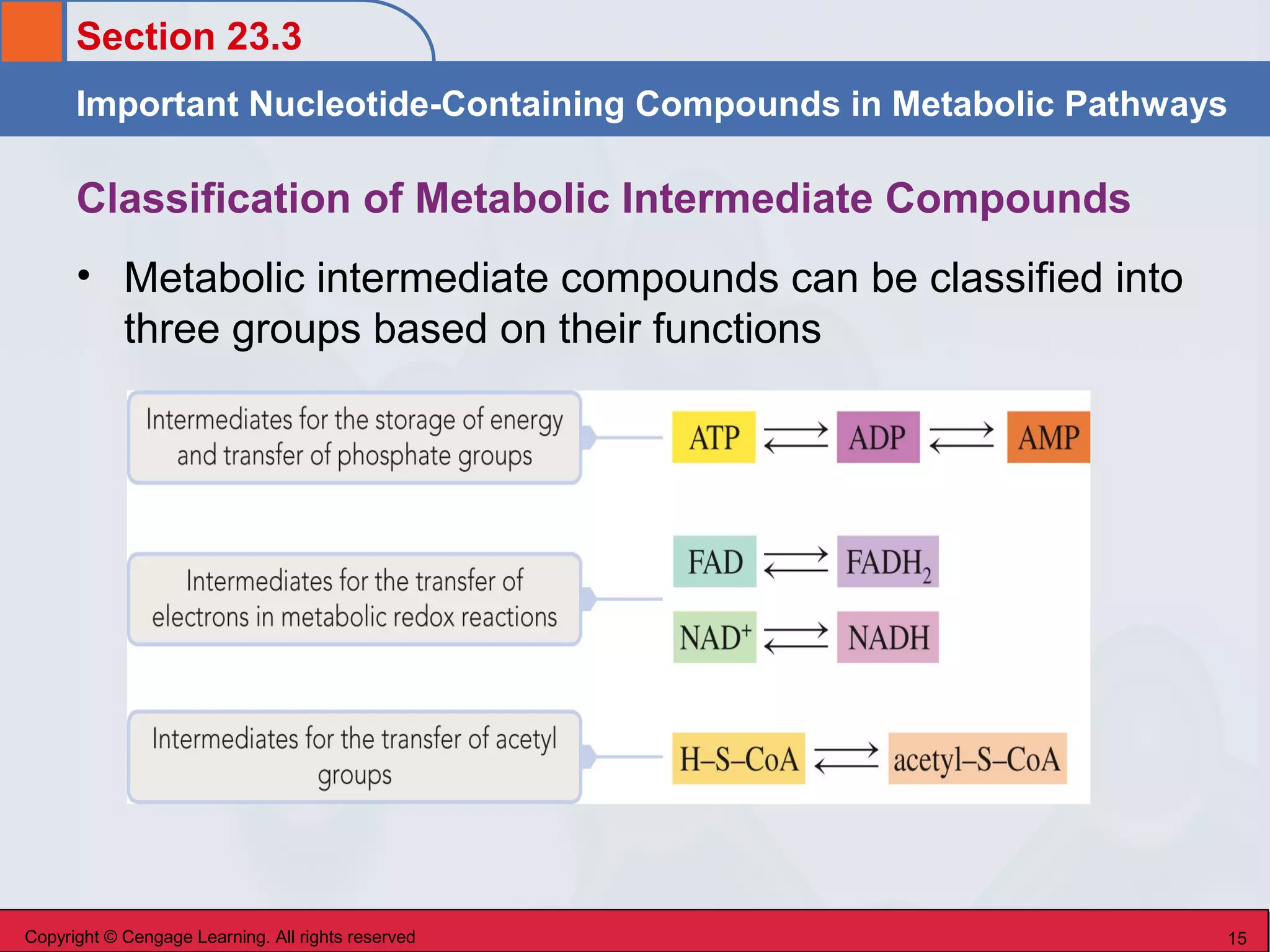Chem 45 Biochemistry: Stoker chapter 23 Metabolism Introduction | PDF