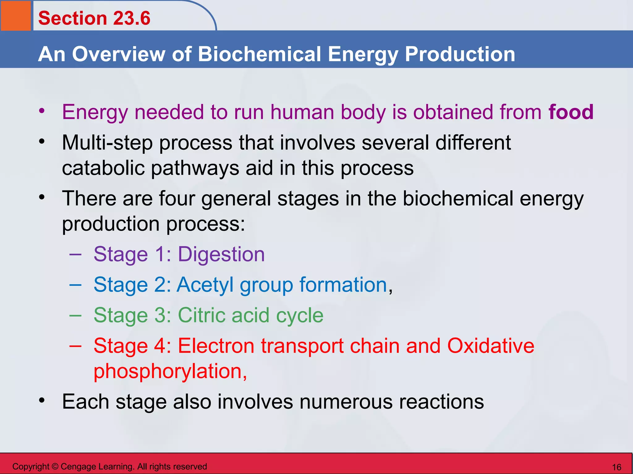 Chem 45 Biochemistry: Stoker chapter 23 Metabolism Introduction | PDF