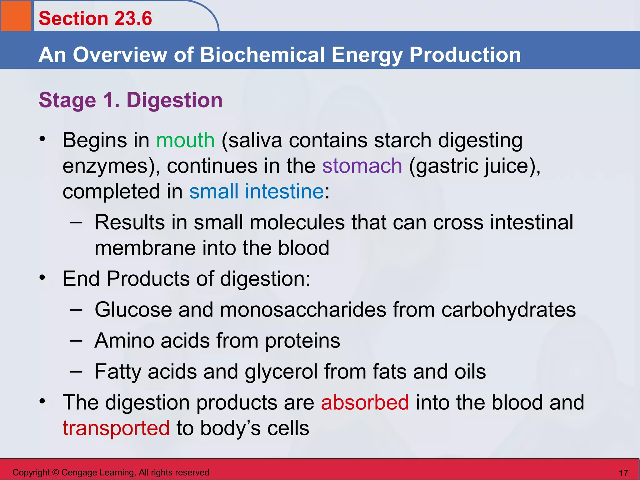 Chem 45 Biochemistry: Stoker chapter 23 Metabolism Introduction | PDF