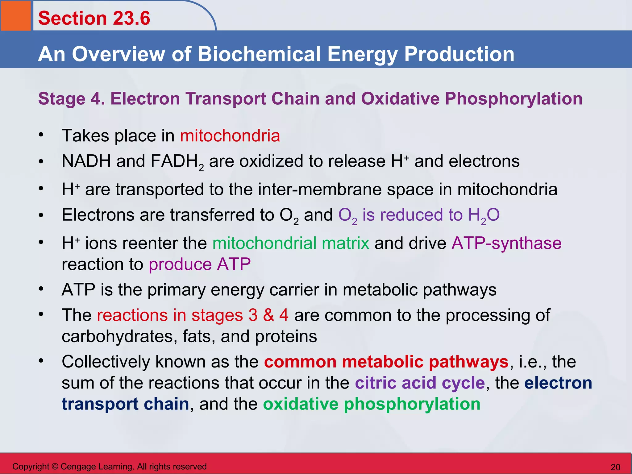 Chem 45 Biochemistry: Stoker chapter 23 Metabolism Introduction | PDF