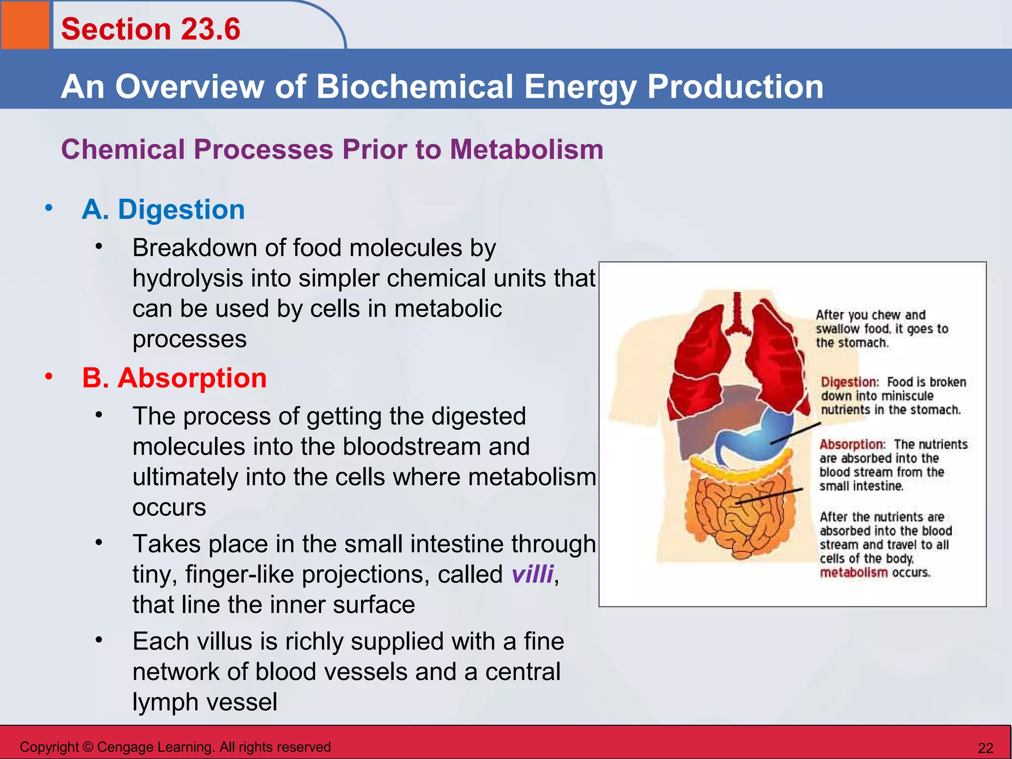Chem 45 Biochemistry: Stoker chapter 23 Metabolism Introduction | PDF | Endocrine and Metabolic ...