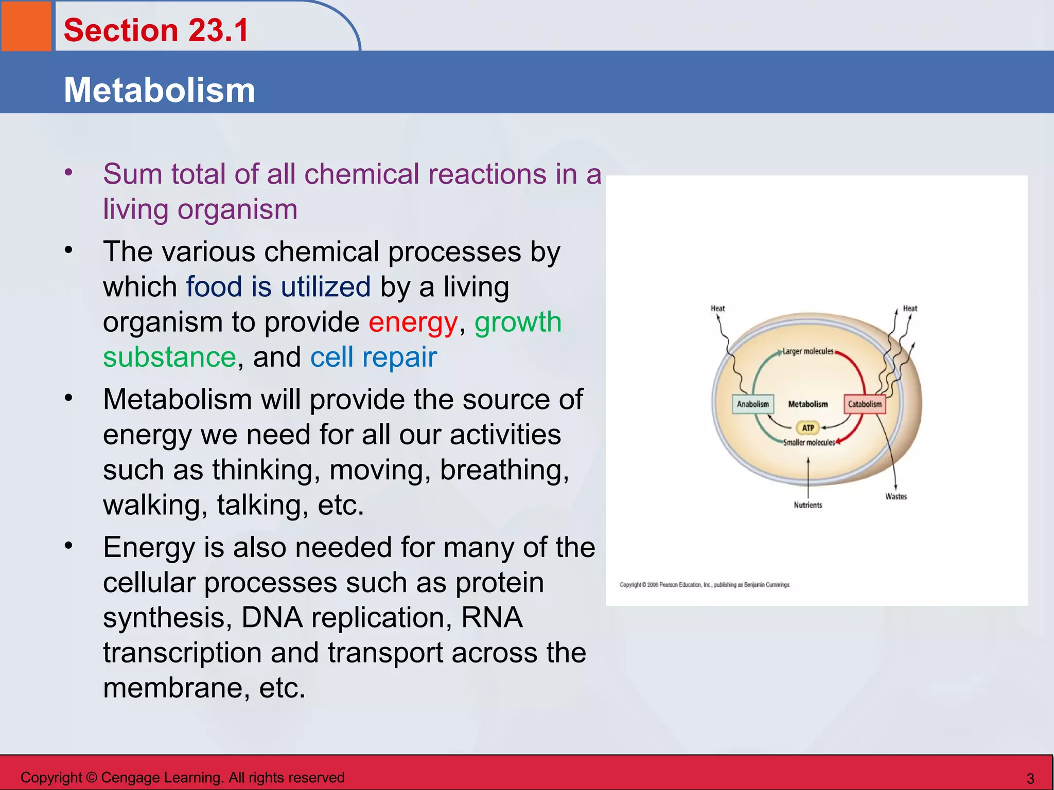 Chem 45 Biochemistry: Stoker chapter 23 Metabolism Introduction | PDF