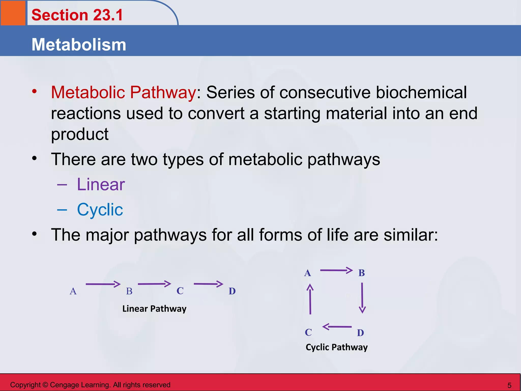 Chem 45 Biochemistry: Stoker chapter 23 Metabolism Introduction | PDF