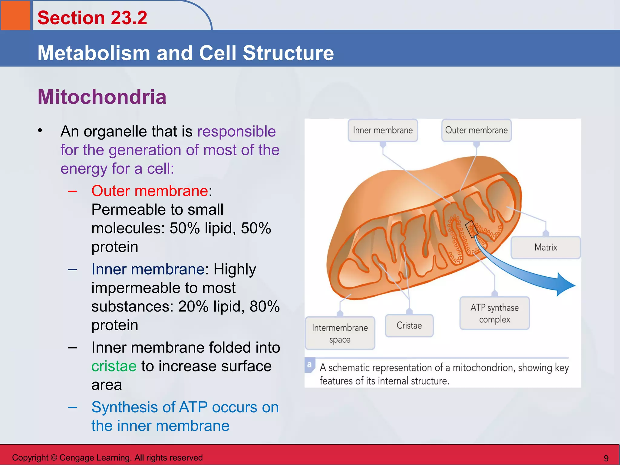 Chem 45 Biochemistry: Stoker chapter 23 Metabolism Introduction | PDF