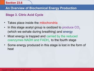 Chem 45 Biochemistry: Stoker chapter 23 Metabolism Introduction | PDF