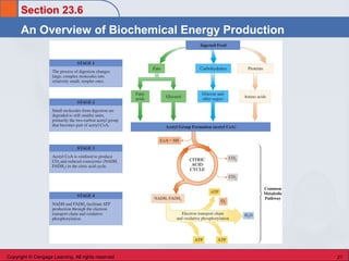 Chem 45 Biochemistry: Stoker chapter 23 Metabolism Introduction | PDF