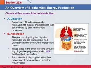 Chem 45 Biochemistry: Stoker chapter 23 Metabolism Introduction | PDF