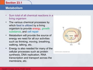 Chem 45 Biochemistry: Stoker chapter 23 Metabolism Introduction | PDF