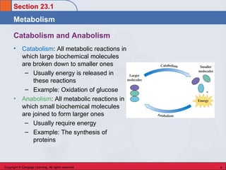 Chem 45 Biochemistry: Stoker chapter 23 Metabolism Introduction | PDF