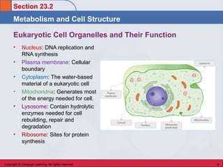 Chem 45 Biochemistry: Stoker chapter 23 Metabolism Introduction | PDF