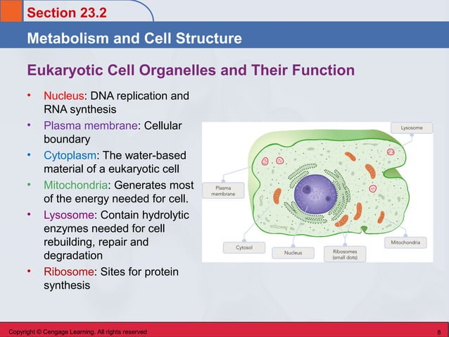 Chem 45 Biochemistry: Stoker chapter 23 Metabolism Introduction | PDF ...