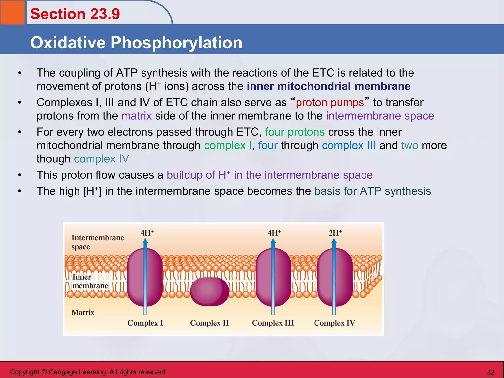 Chem 45 Biochemistry: Stoker chapter 24 Carbohydrate Metabolism | PDF
