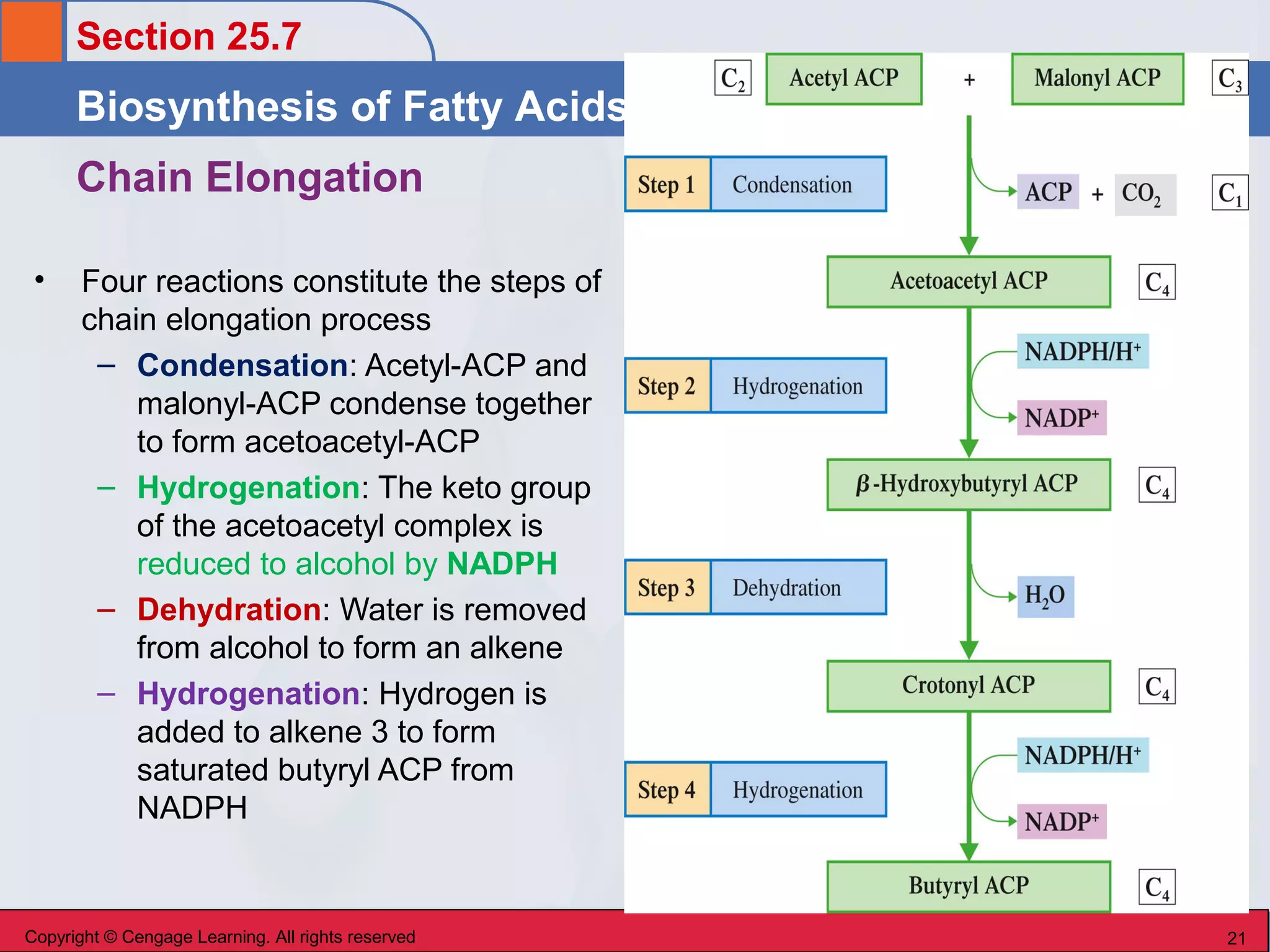 Chem 45 Biochemistry: Stoker chapter 25 Lipid Metabolism | PDF