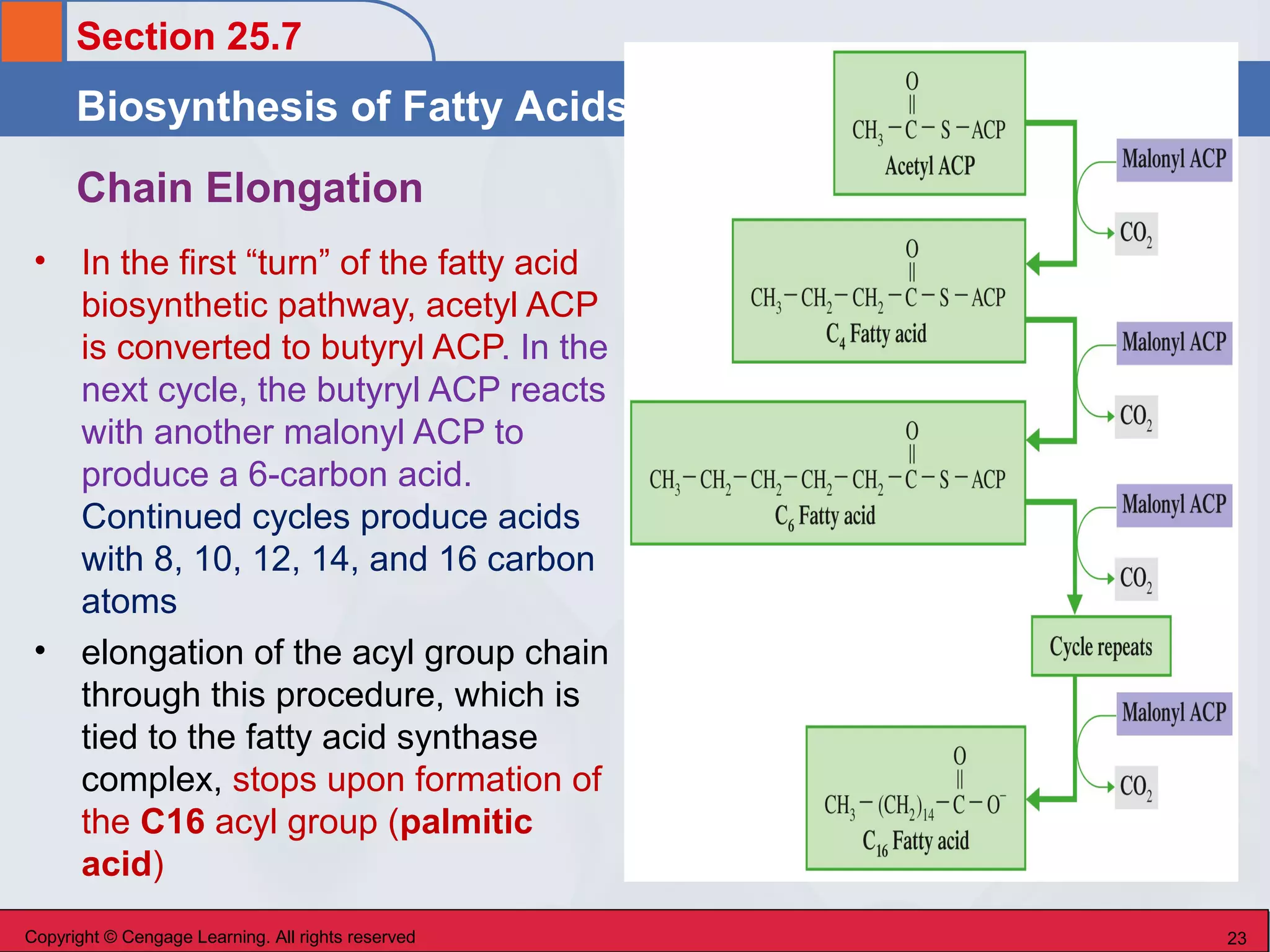 Chem 45 Biochemistry: Stoker chapter 25 Lipid Metabolism | PDF