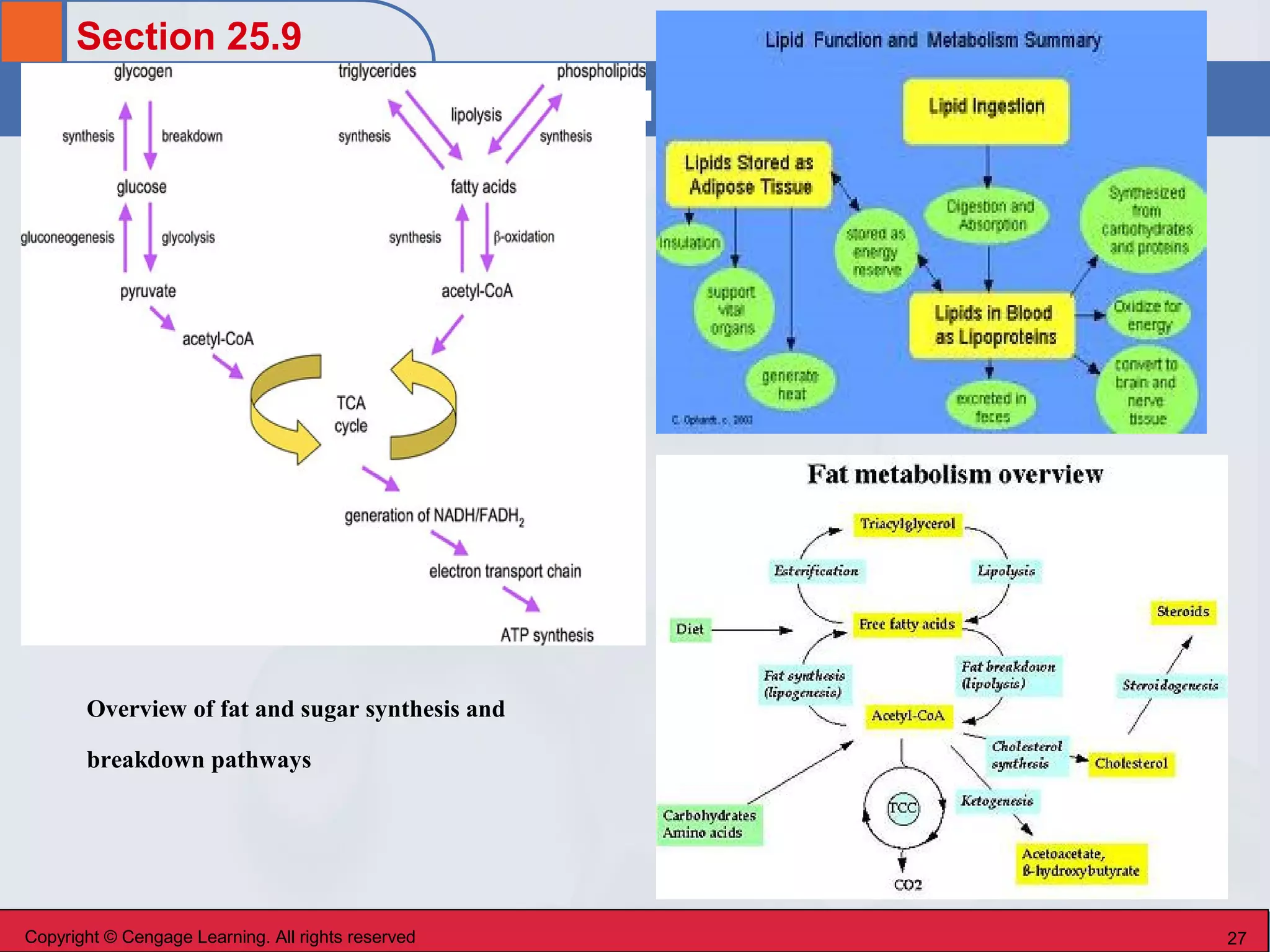 Chem 45 Biochemistry: Stoker chapter 25 Lipid Metabolism | PDF