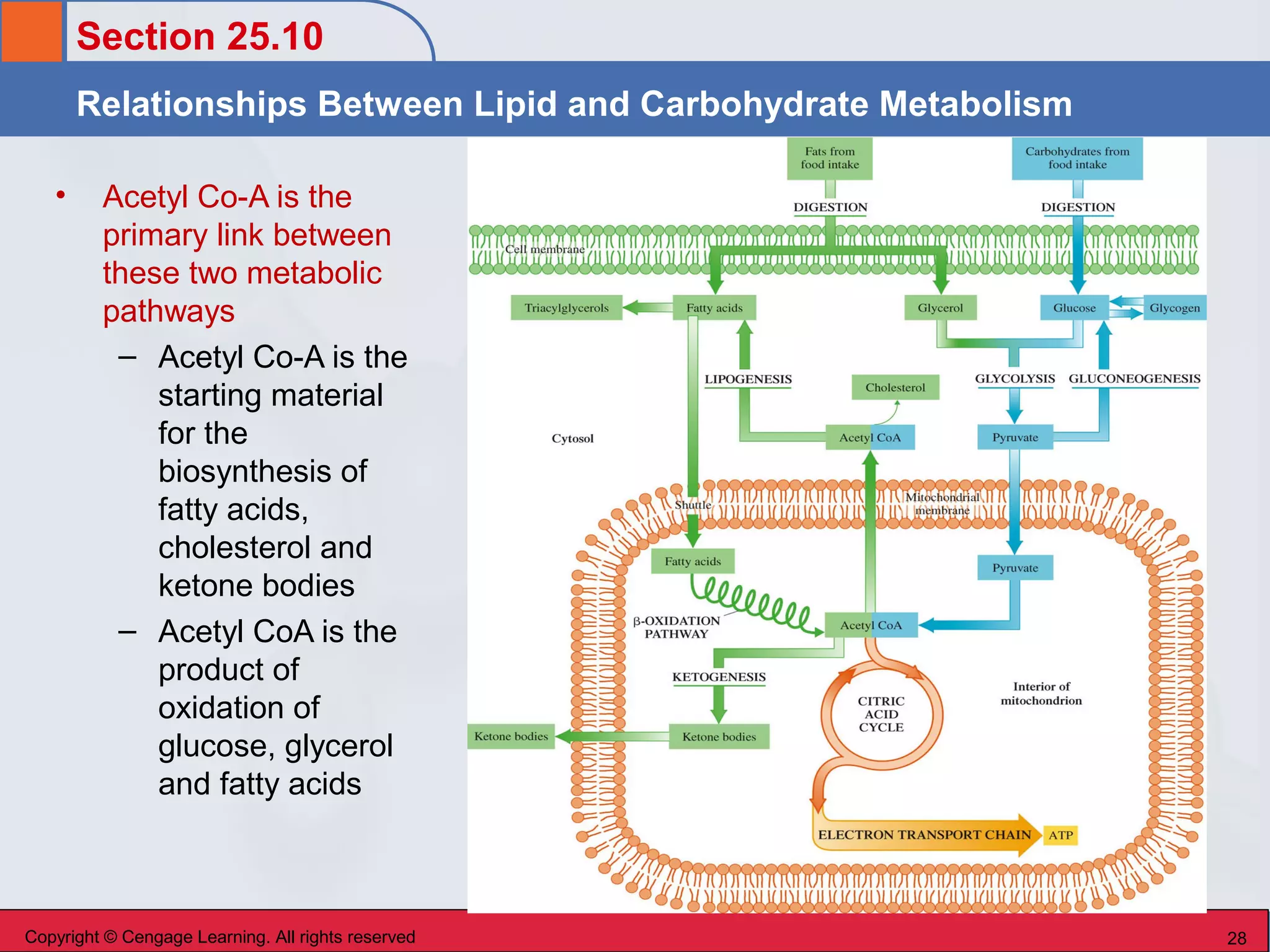 Chem 45 Biochemistry: Stoker chapter 25 Lipid Metabolism | PDF