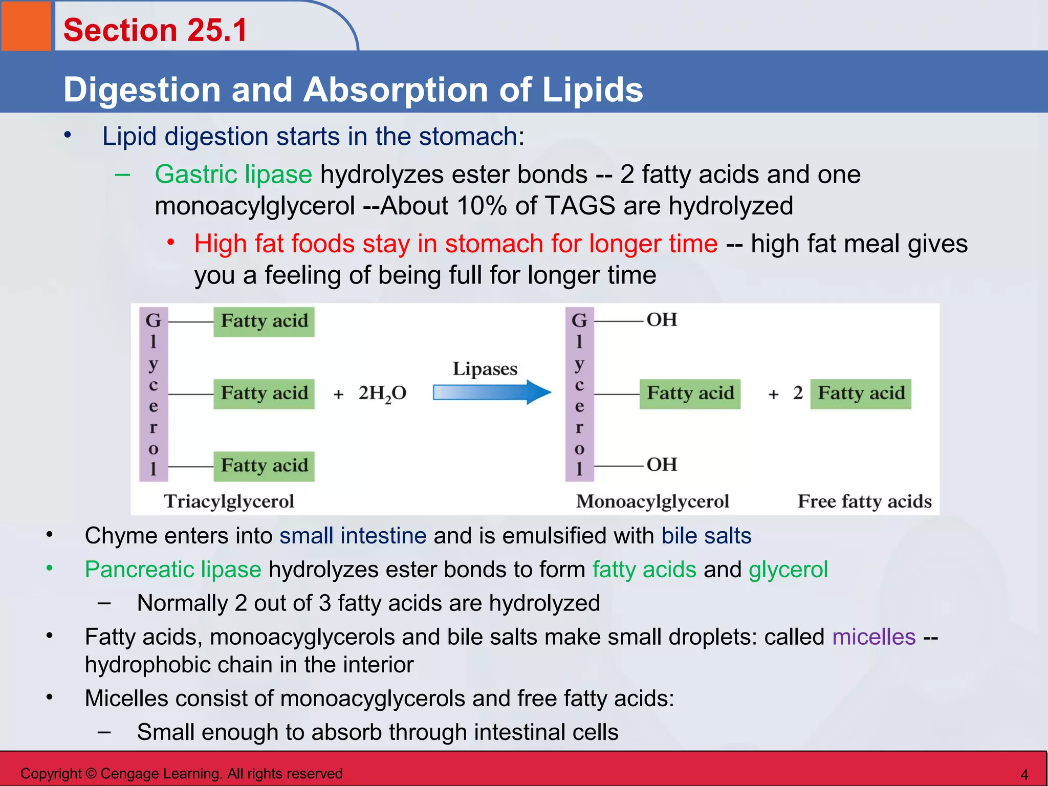 Chem 45 Biochemistry: Stoker chapter 25 Lipid Metabolism | PDF