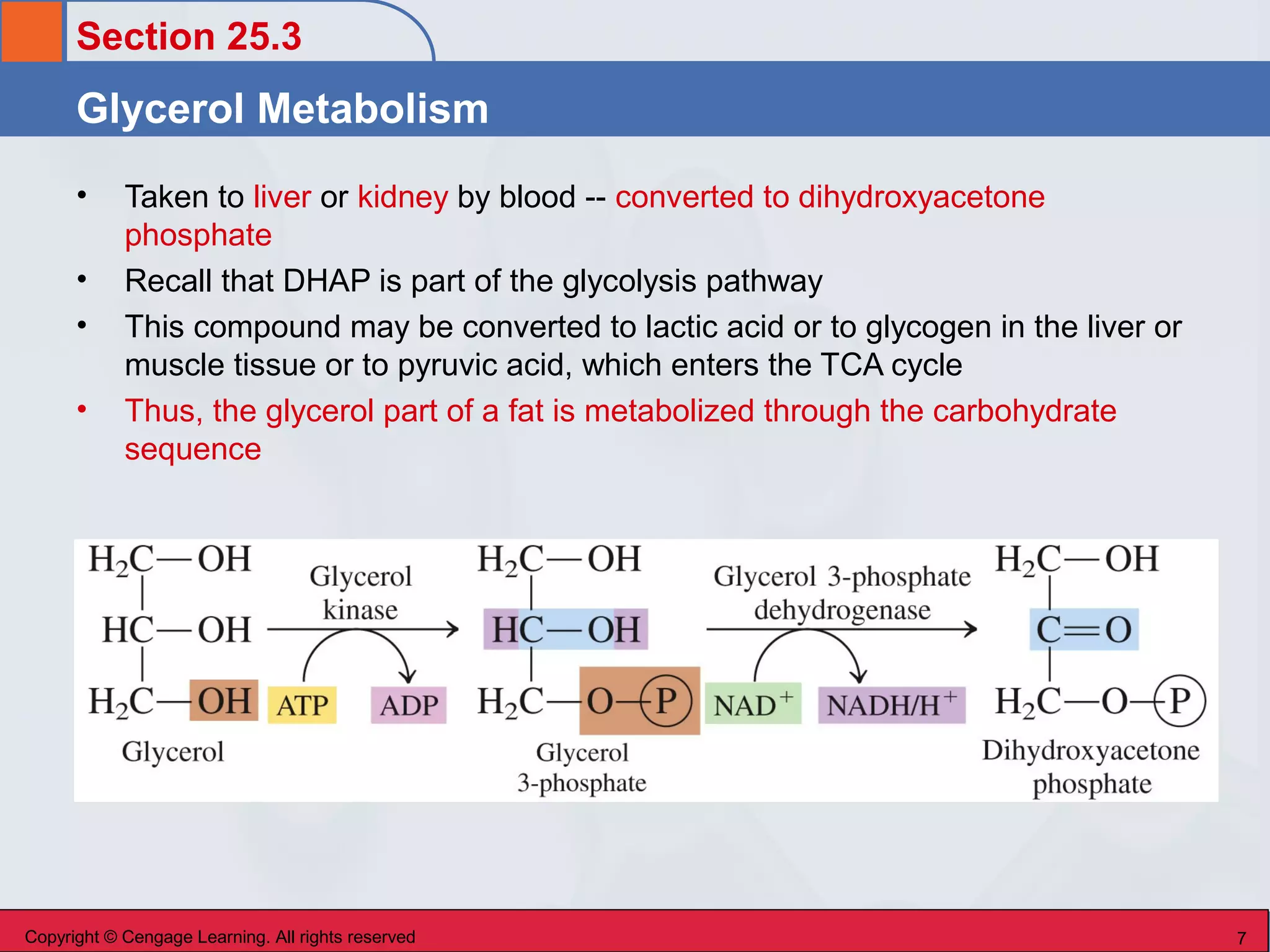Chem 45 Biochemistry: Stoker chapter 25 Lipid Metabolism | PDF