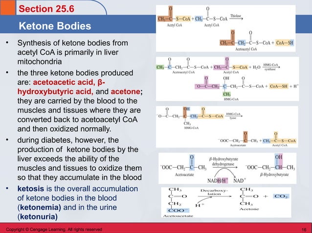 Chem 45 Biochemistry: Stoker chapter 25 Lipid Metabolism | PDF