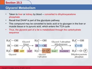 Chem 45 Biochemistry: Stoker chapter 25 Lipid Metabolism | PDF
