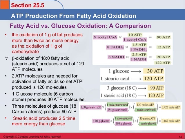 Chem 45 Biochemistry: Stoker chapter 25 Lipid Metabolism