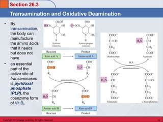 protein metabolism | PPTX