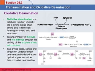 protein metabolism | PPTX