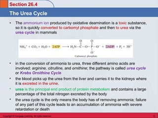 protein metabolism | PPTX