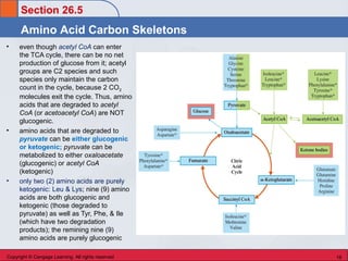 Chem 45 Biochemistry: Stoker chapter 26 Protein Metabolism | PDF