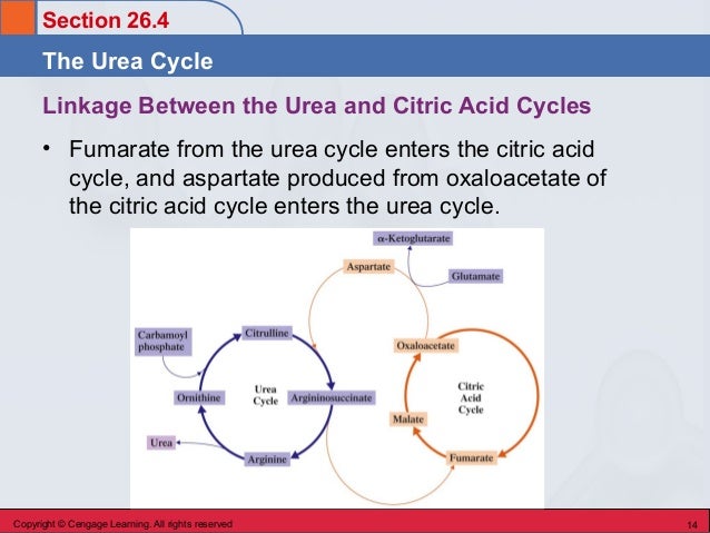 Chem 45 Biochemistry: Stoker chapter 26 Protein Metabolism