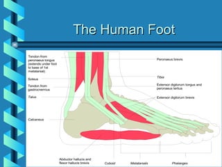 Foot Protection Training | PPT
