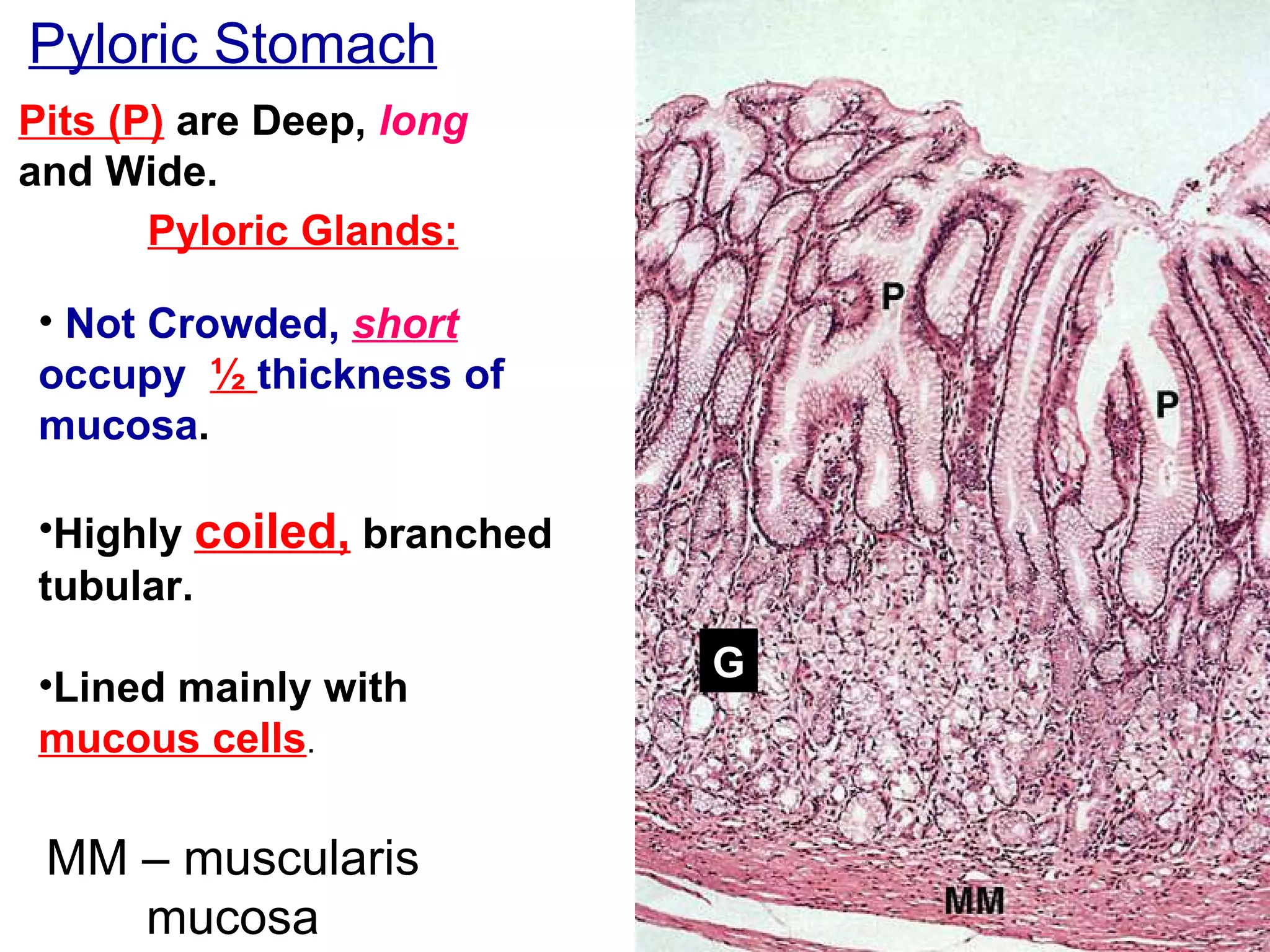 Stomach | PPT