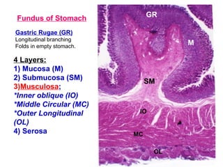 Stomach Rugae Histology