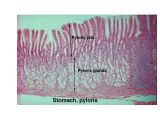 Stomach Slide Labeled