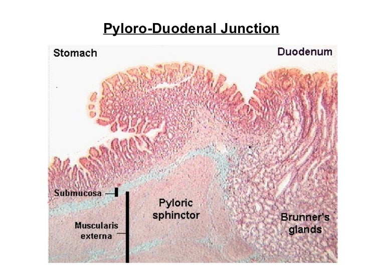 Pyloric Sphincter Histology