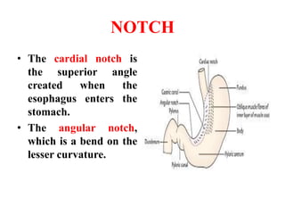 Anatomy & Physiology 2017 Question Paper Revision Part - 2 | PPT