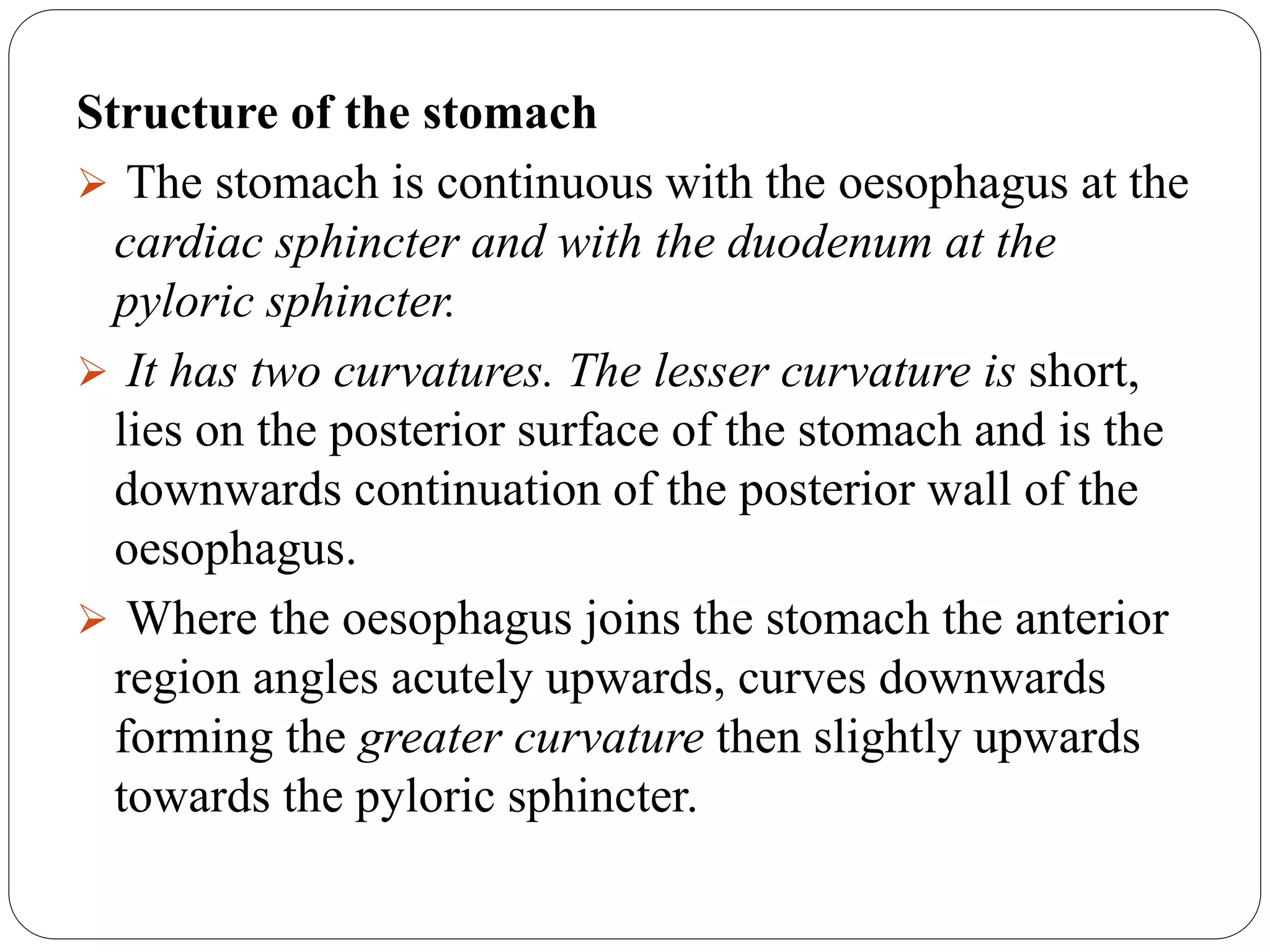 Stomach | PPTX