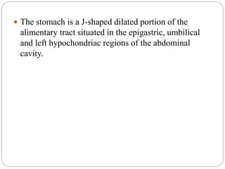 Stomach | PPTX